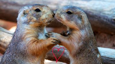 Gallery: Animals in Love - CBBC - BBC