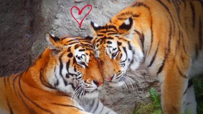 Gallery: Animals in Love - CBBC - BBC