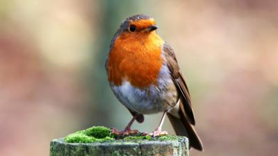 10 birds that you can spot this winter - CBBC - BBC