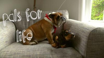 Tilly's 2016 Blog - UK - CBBC - BBC