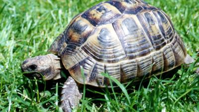 History of Blue Peter pets | All the animals that have been part of ...