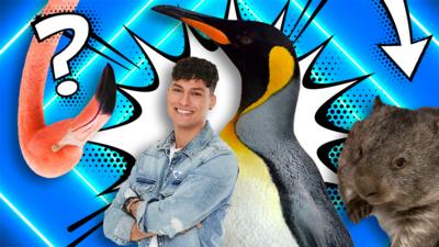 Blue Peter - CBBC - BBC