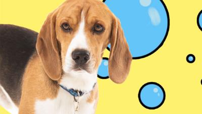Classic Blue Peter dog baths - CBBC - BBC