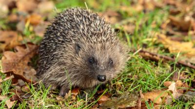 Find the hedgehogs game | Make your garden hedgehog friendly | Blue ...