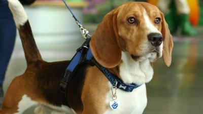 Blue Peter - CBBC - BBC