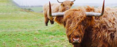 Blue Peter - CBBC - BBC