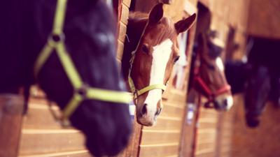 Animals - CBBC - BBC