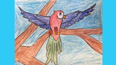 Blue Peter Notice Board - CBBC - BBC