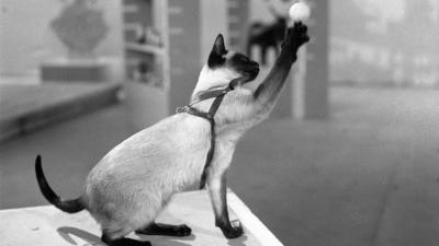 History of Blue Peter pets | All the animals that have been part of ...