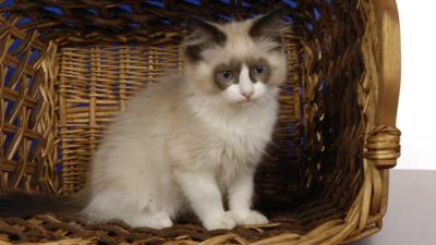 History of Blue Peter pets | All the animals that have been part of ...