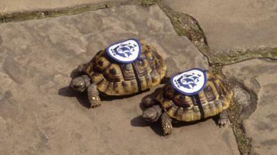 History of Blue Peter pets | All the animals that have been part of ...