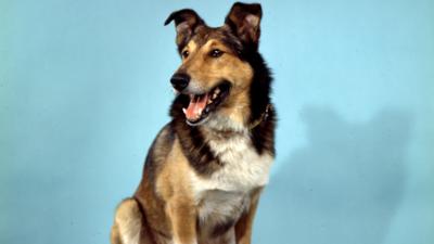History of Blue Peter pets | All the animals that have been part of ...