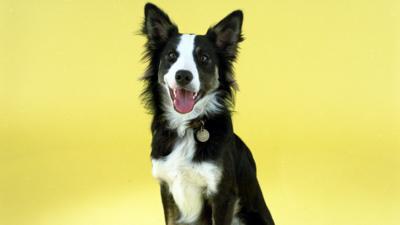 History of Blue Peter pets | All the animals that have been part of ...