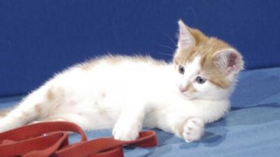 History of Blue Peter pets | All the animals that have been part of ...