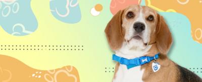 Blue Peter - CBBC - BBC