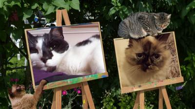 Your cute cat pictures - CBBC - BBC