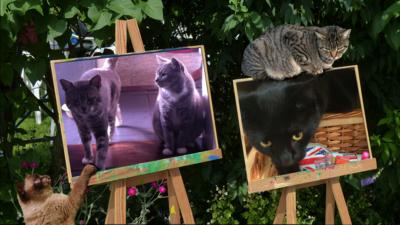 Your cute cat pictures - CBBC - BBC