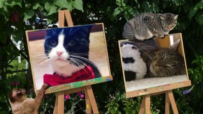 Your cute cat pictures - CBBC - BBC
