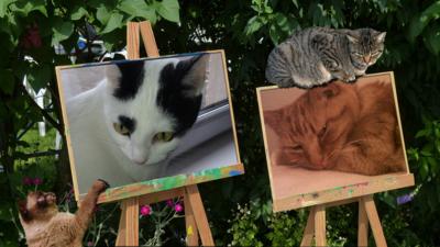 Your cute cat pictures - CBBC - BBC