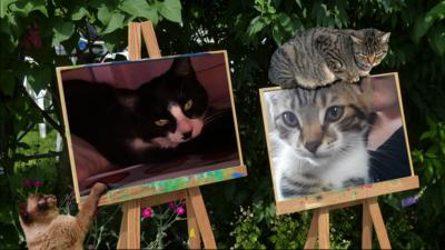 Your cute cat pictures - CBBC - BBC
