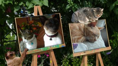 Your cute cat pictures - CBBC - BBC
