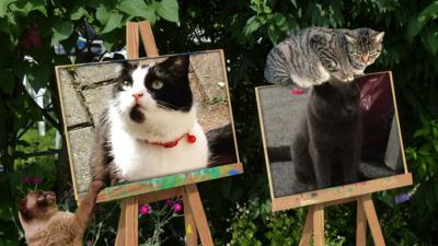Your cute cat pictures - CBBC - BBC