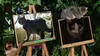 Your cute cat pictures - CBBC - BBC