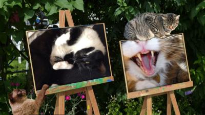 Your cute cat pictures - CBBC - BBC
