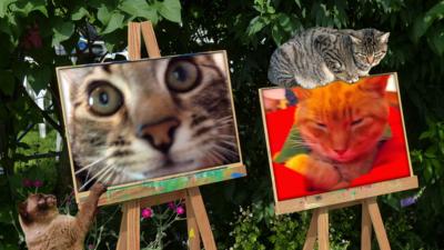 Your cute cat pictures - CBBC - BBC