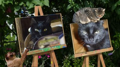 Your cute cat pictures - CBBC - BBC