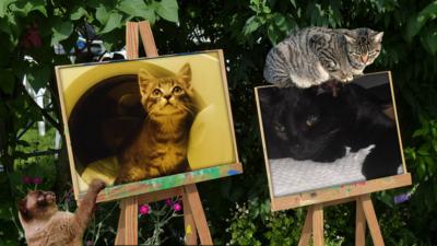 Your cute cat pictures - CBBC - BBC