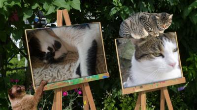Your cute cat pictures - CBBC - BBC