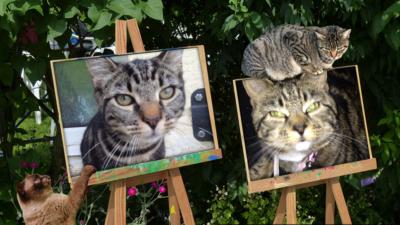 Your cute cat pictures - CBBC - BBC