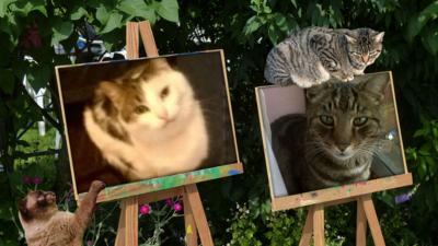Your cute cat pictures - CBBC - BBC