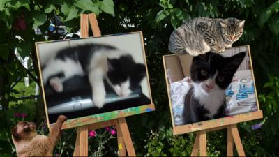 Your cute cat pictures - CBBC - BBC