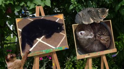 Your cute cat pictures - CBBC - BBC