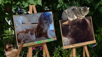 Your cute cat pictures - CBBC - BBC