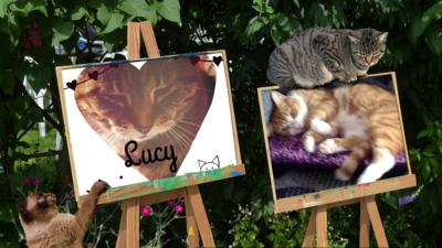 Your cute cat pictures - CBBC - BBC