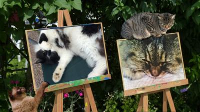 Your cute cat pictures - CBBC - BBC