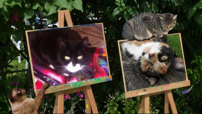 Your cute cat pictures - CBBC - BBC