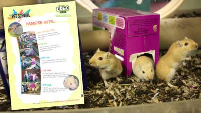 Make a Hamster Hotel - CBBC - BBC