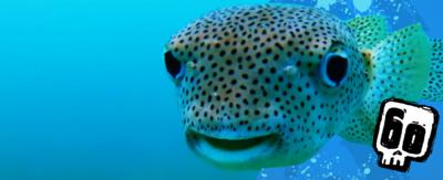 Deadly 60 - CBBC - BBC