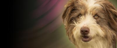 The Official Home of CBBC - CBBC - BBC