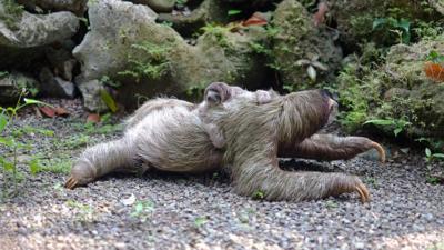 6 Things You Didn't Know About Queen Elizabeth II - CBBC - BBC