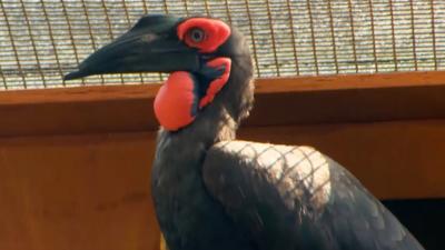 Junior Vets On Call - CBBC - BBC