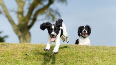 Gallery: 16 Leaping Dogs - CBBC - BBC