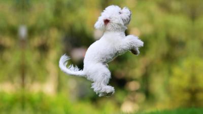 Gallery: 16 Leaping Dogs - CBBC - BBC