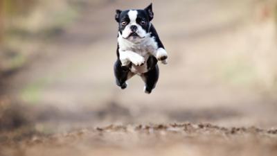 Gallery: 16 Leaping Dogs - CBBC - BBC