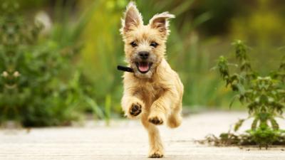 Gallery: 16 Leaping Dogs - CBBC - BBC