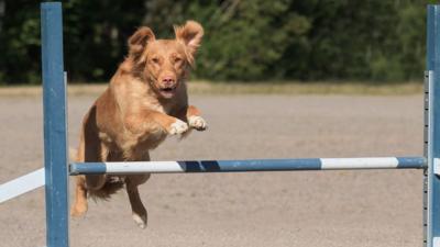 Gallery: 16 Leaping Dogs - CBBC - BBC